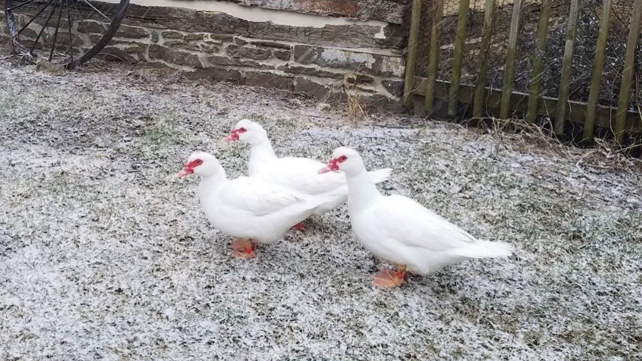 Pasture Raised Meat - Dove Song Dairy - Bernville, PA 19506